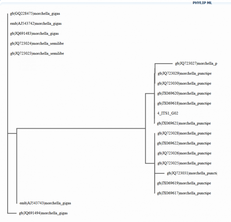 PHYLIP ML Phylogenetic tree | Western Pennsylvania Mushroom Club