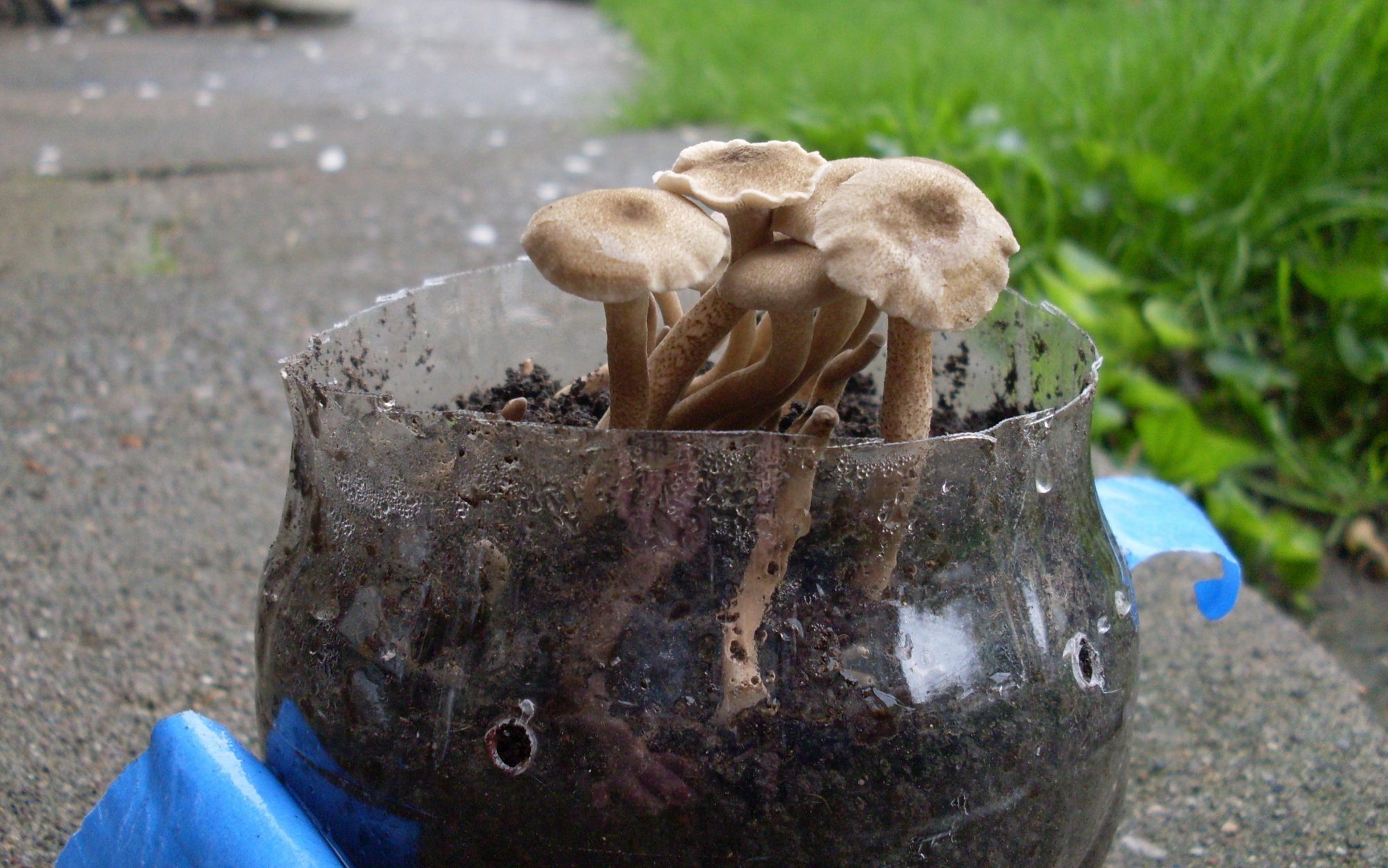 open fungarium | Western Pennsylvania Mushroom Club