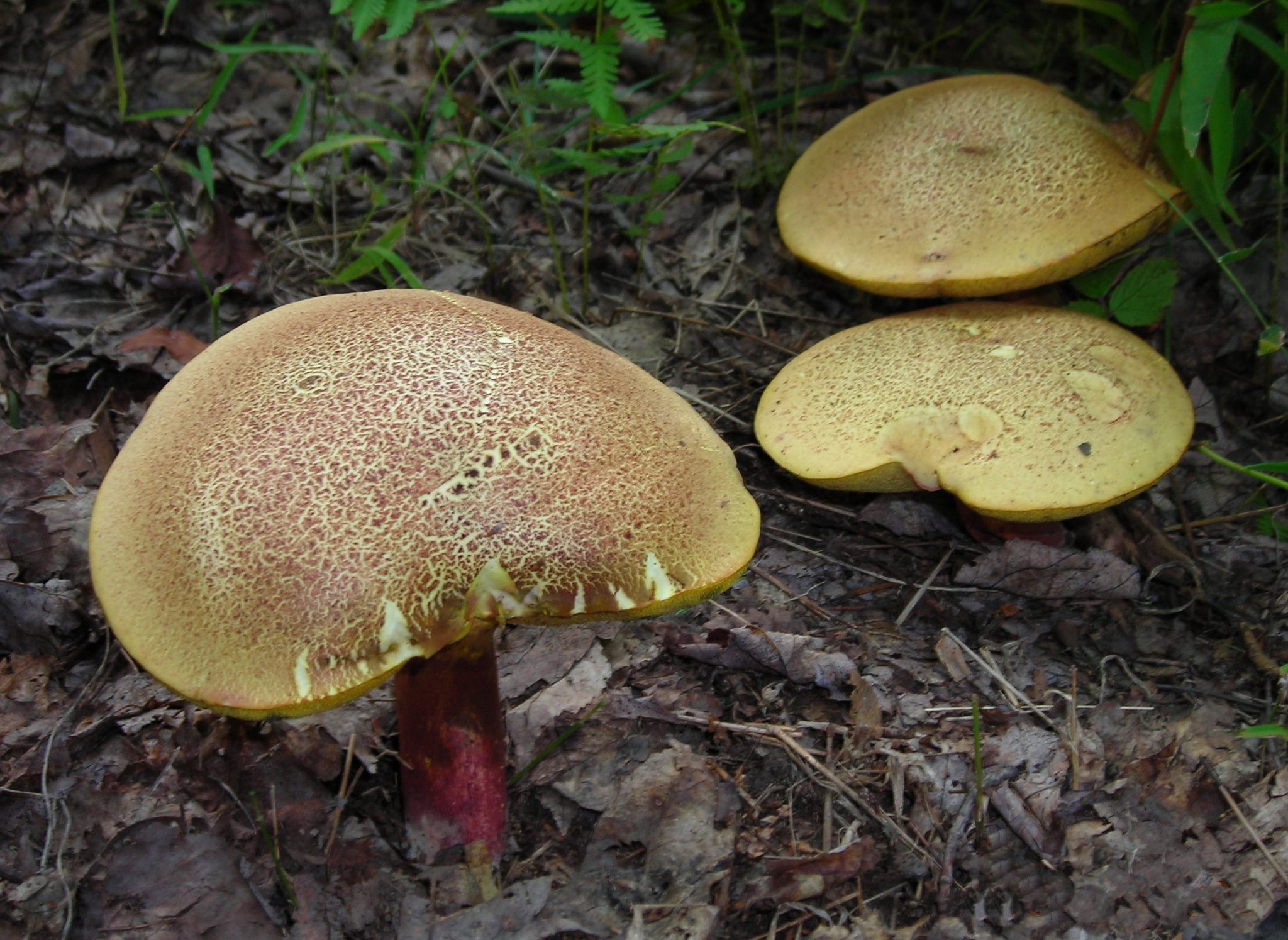 Red-cracked Boletes | Western Pennsylvania Mushroom Club