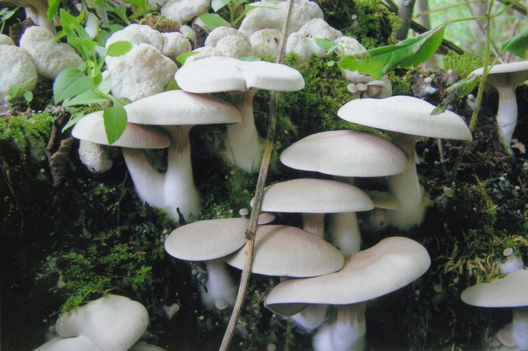 Aborted Entoloma | Western Pennsylvania Mushroom Club