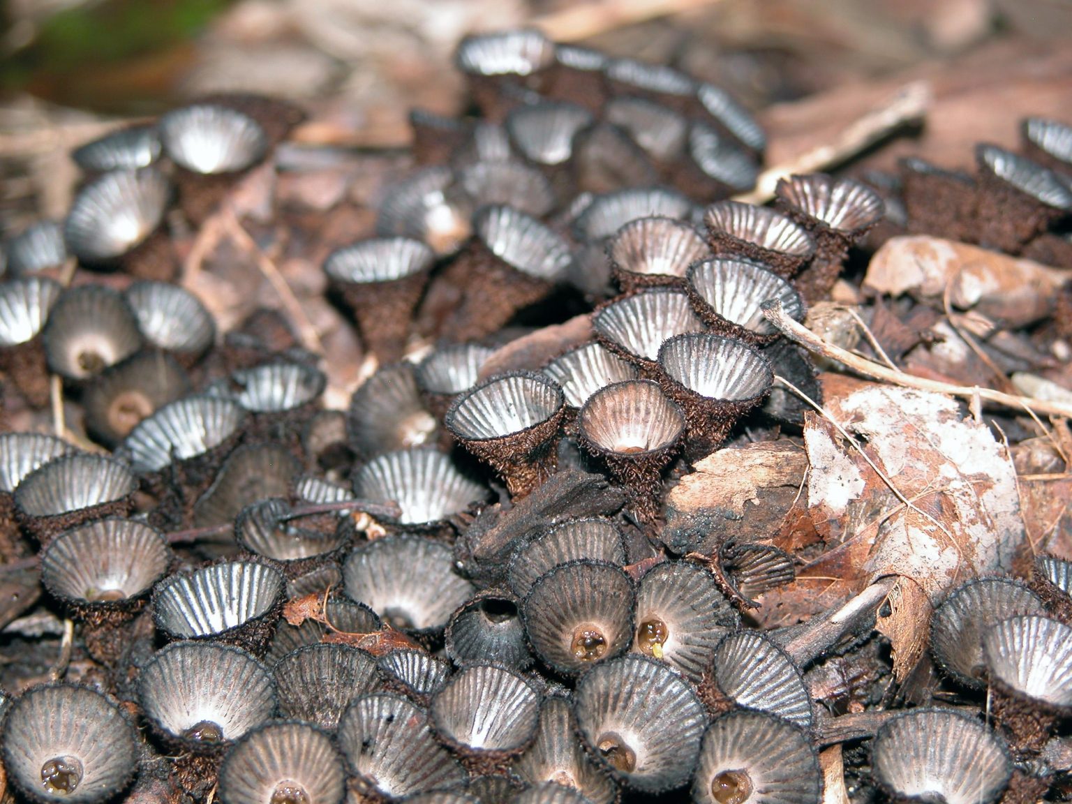 Cyathus striatus Cyathus striatus – 1- mlwasik | Western Pennsylvania ...
