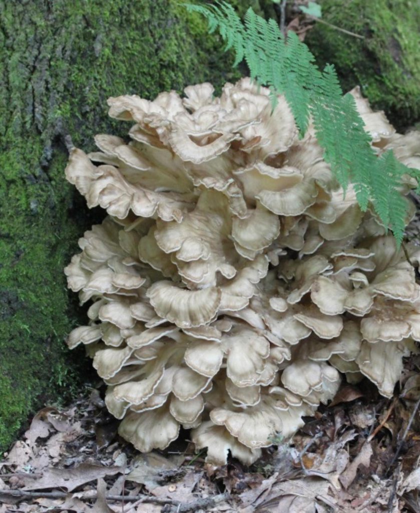 Sheepshead/hen of the woods – Grifola frondosa | Western Pennsylvania ...