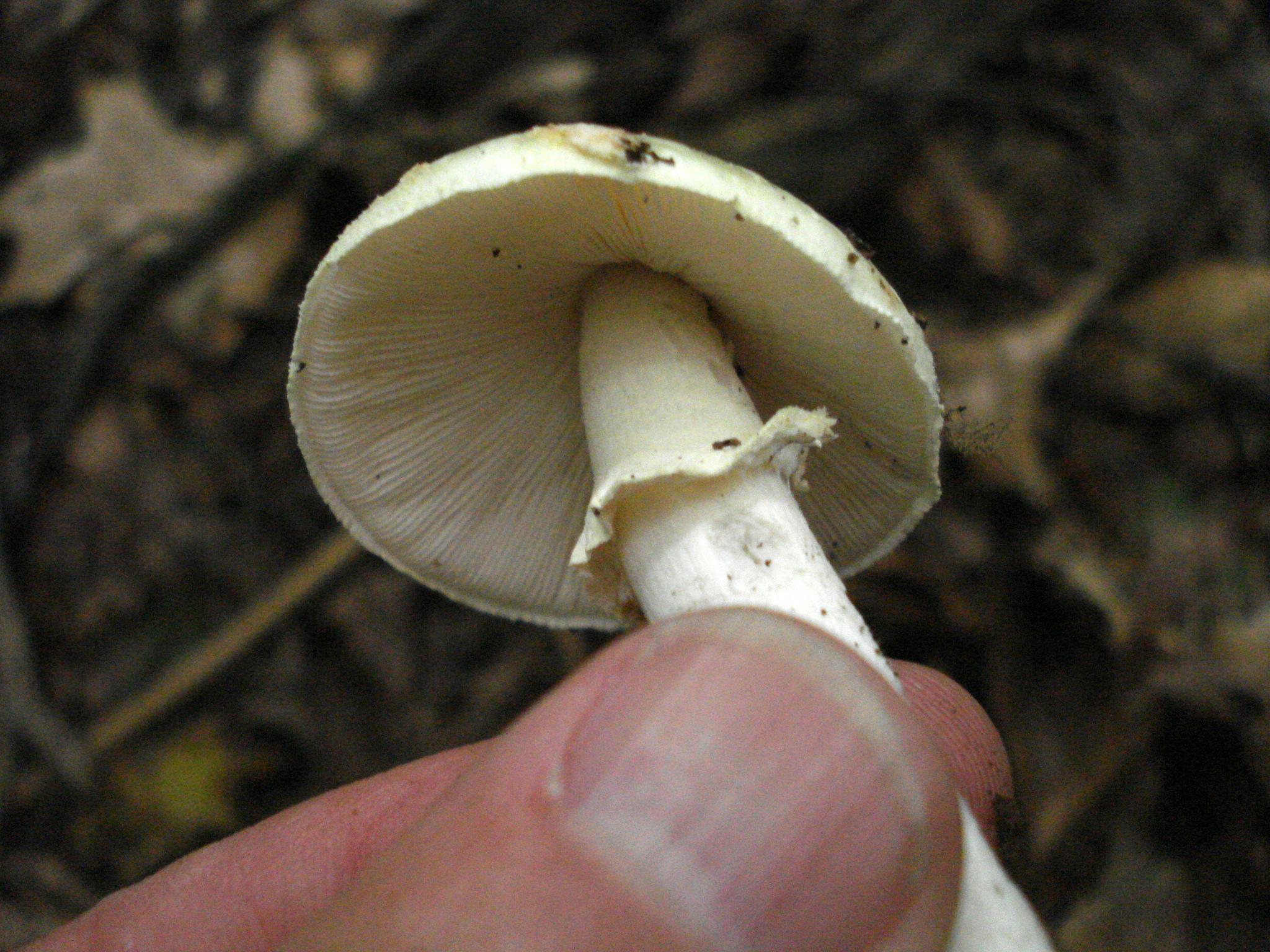 Photos from the 13th Annual Gary Lincoff Mid-Atlantic Mushroom Foray ...