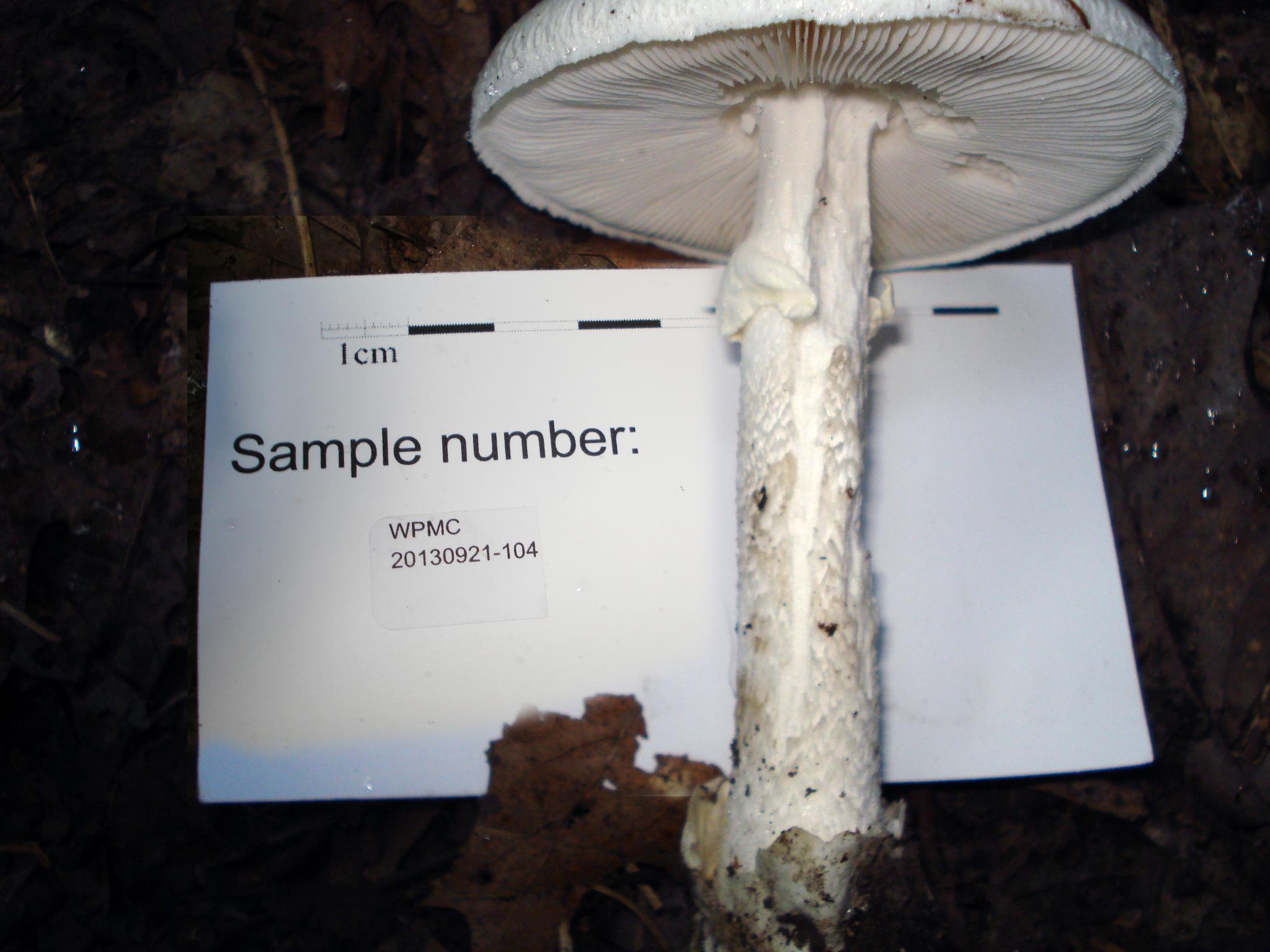 Photos from the 13th Annual Gary Lincoff Mid-Atlantic Mushroom Foray ...