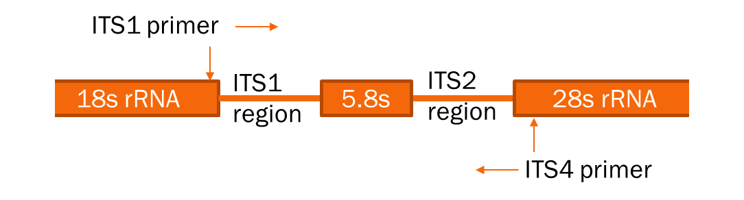 Introduction to DNA barcoding | Western Pennsylvania Mushroom Club