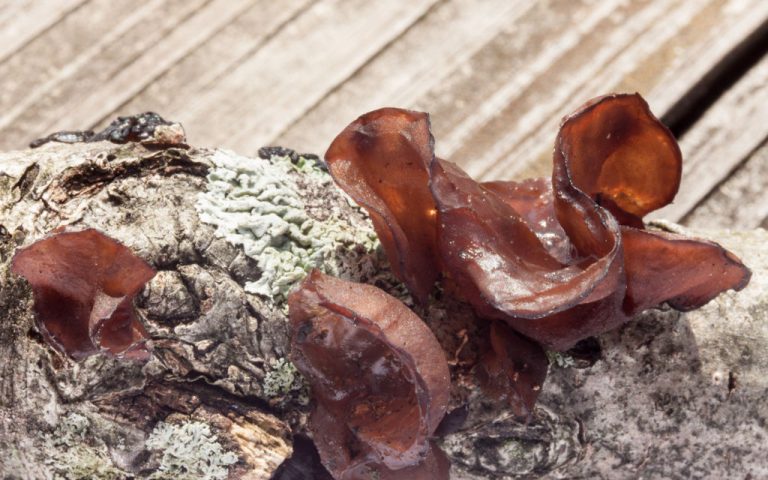 Exidia recisa-4776 | Western Pennsylvania Mushroom Club