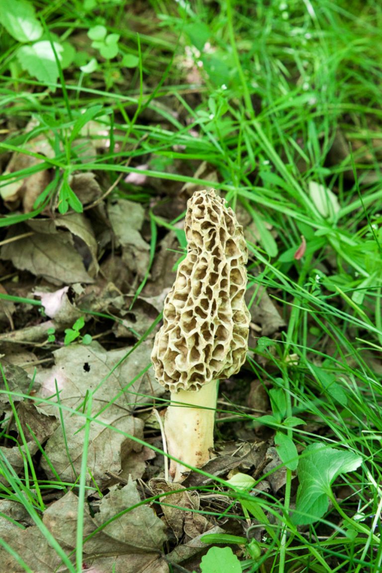 Morchella americana (American yellow morel) | Western Pennsylvania ...