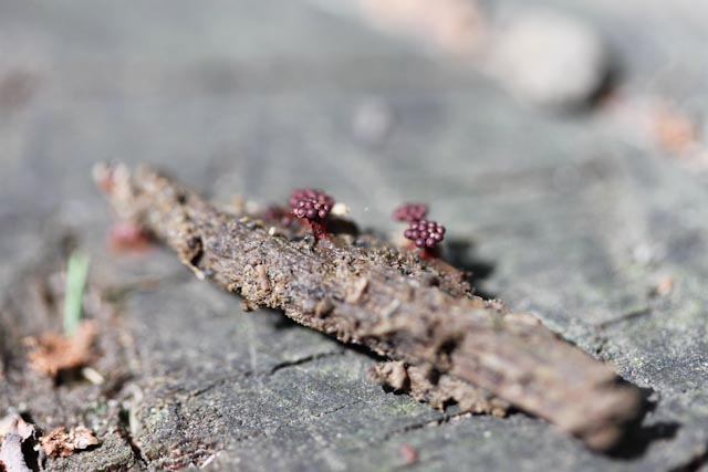 Metatrichia-vesparium-the-wasp’s-nest-slime-mold | Western Pennsylvania ...