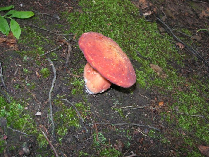 Unknown Bolete-Cap. | Western Pennsylvania Mushroom Club