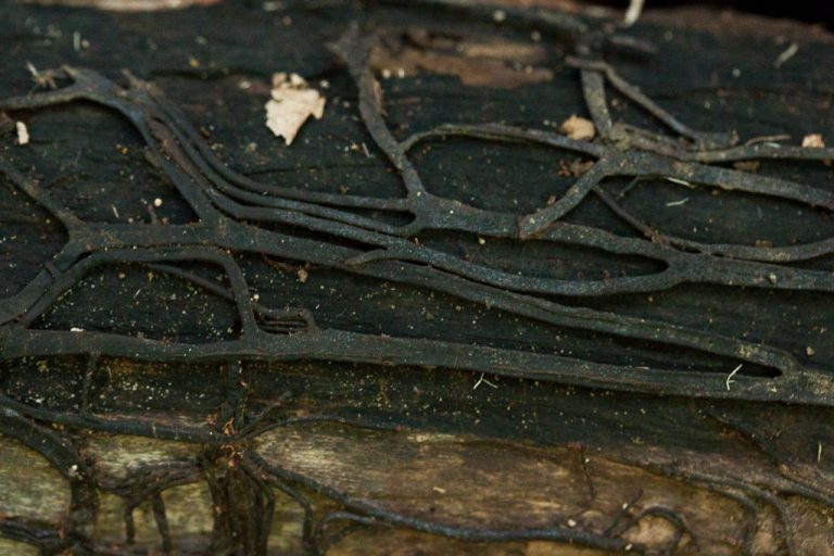 Armillaria sp. rhizomorphs. By Richard Jacob | Western Pennsylvania ...