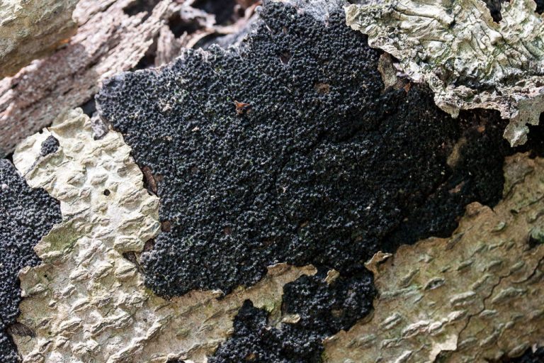 Hypoxylon sp. By Richard Jacob | Western Pennsylvania Mushroom Club