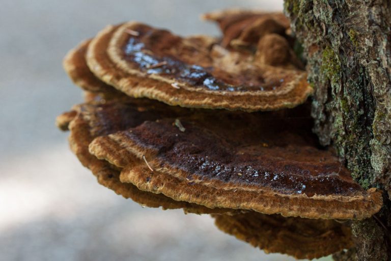 Ischnoderma benzoinum. By Richard Jacob | Western Pennsylvania Mushroom ...