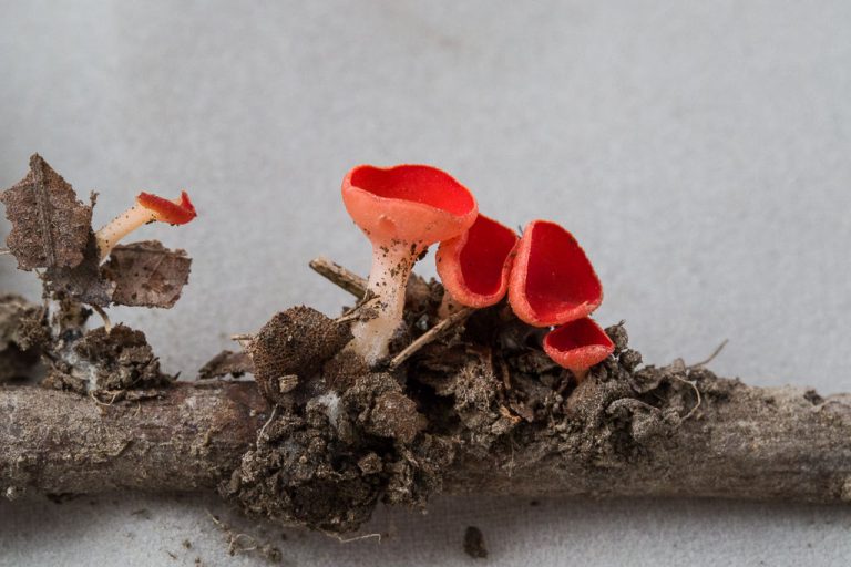 Sarcoscypha occidentalis. Cluster side. 1709. By Richard Jacob ...