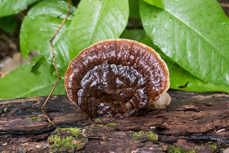 ganoderma-applanatum-by-richard-jacob | Western Pennsylvania Mushroom Club
