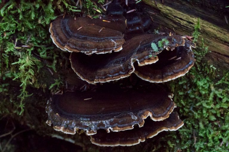 Ischnoderma benzoinum | Western Pennsylvania Mushroom Club