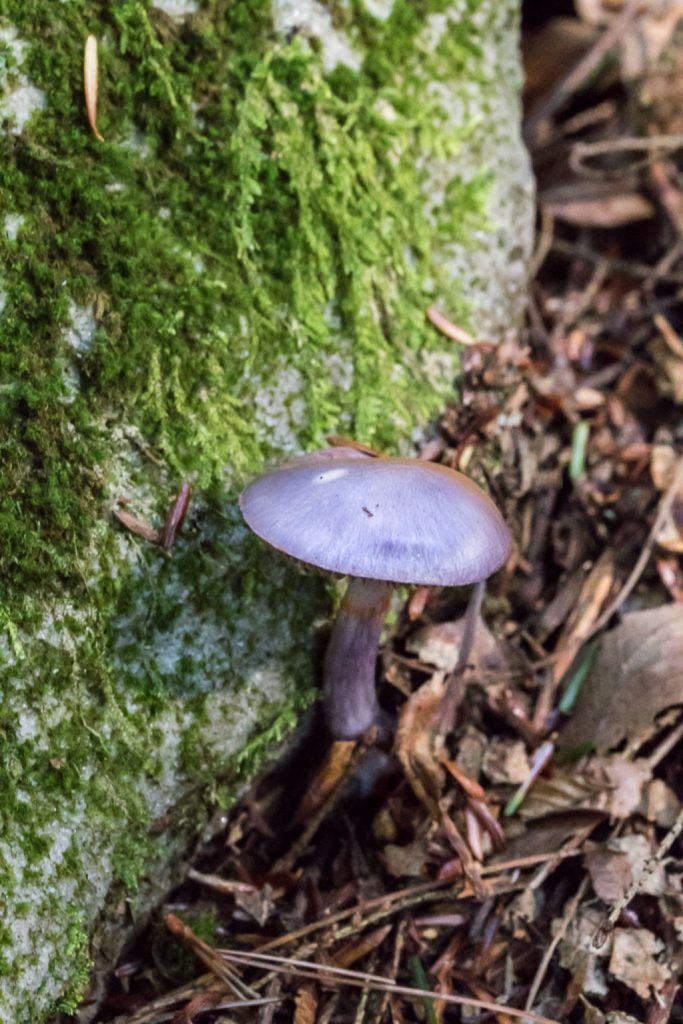 cortinarius-iodes-next-to-a-rock-by-richard-jacob | Western ...