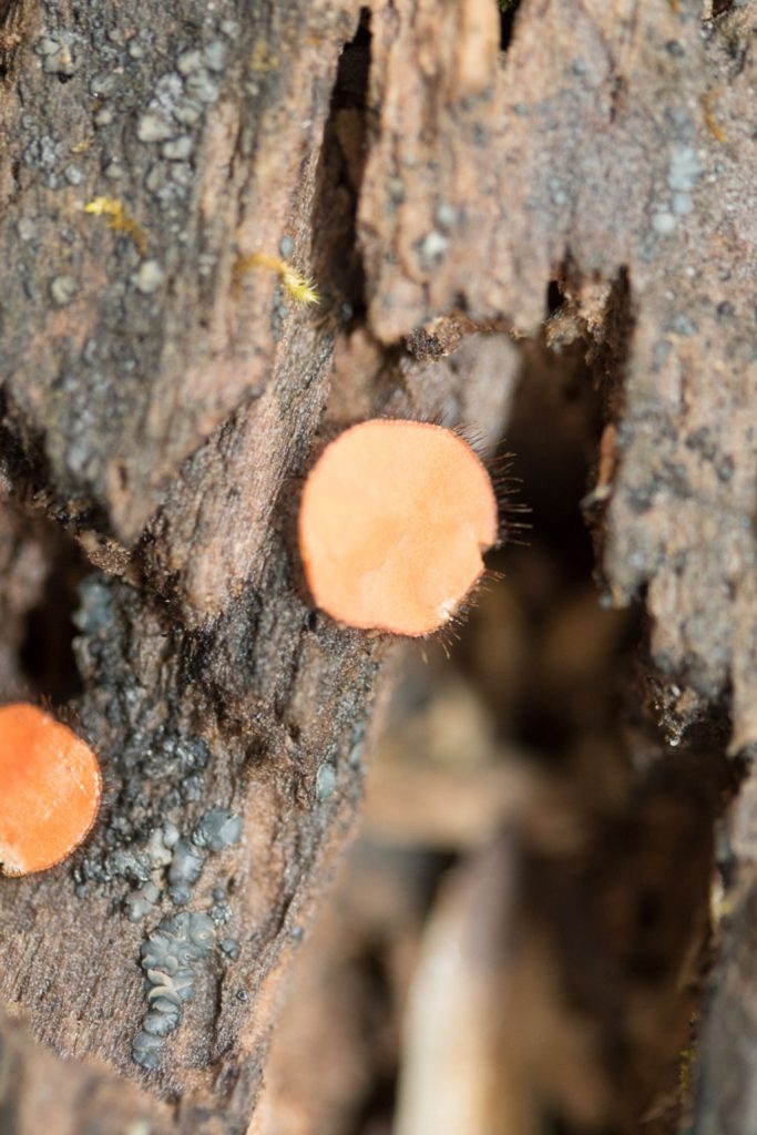 scutellinia-scutellata-by-richard-jacob | Western Pennsylvania Mushroom ...
