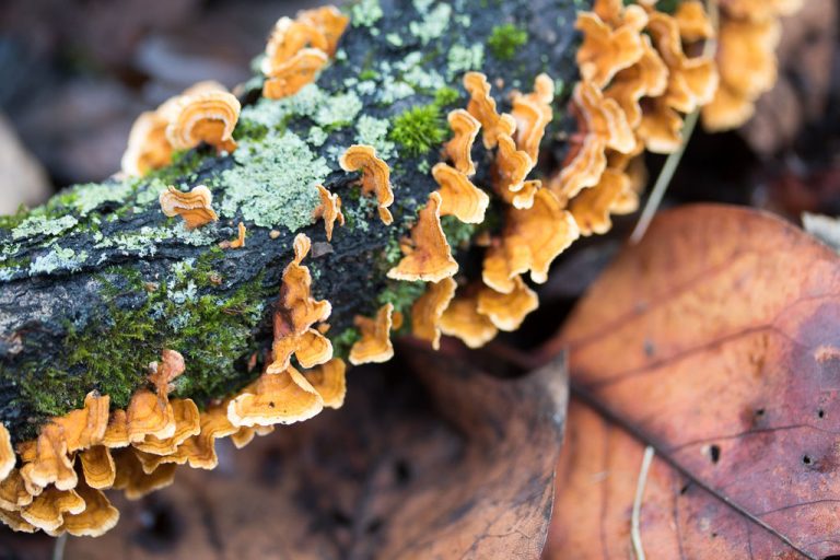 stereum-complicatum-by-richard-jacob | Western Pennsylvania Mushroom Club