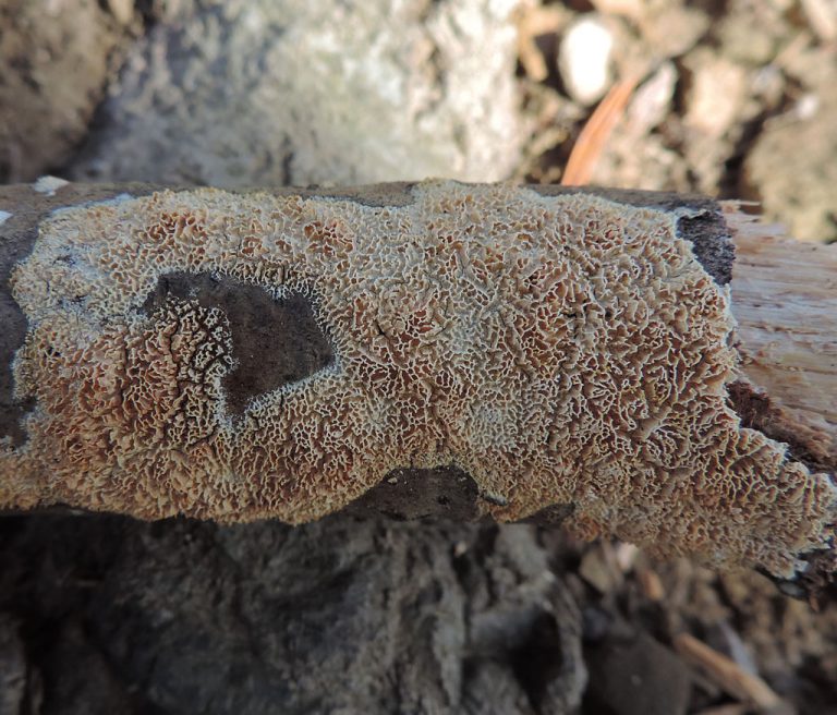 Schizopora paradoxa. By Adam Haritan | Western Pennsylvania Mushroom Club