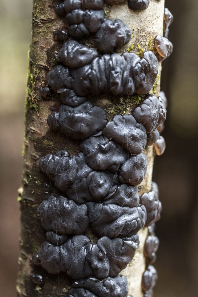 Exidia glandulosa. By Richard Jacob | Western Pennsylvania Mushroom Club