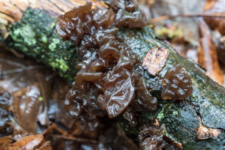 Exidia recisa. By Richard Jacob | Western Pennsylvania Mushroom Club