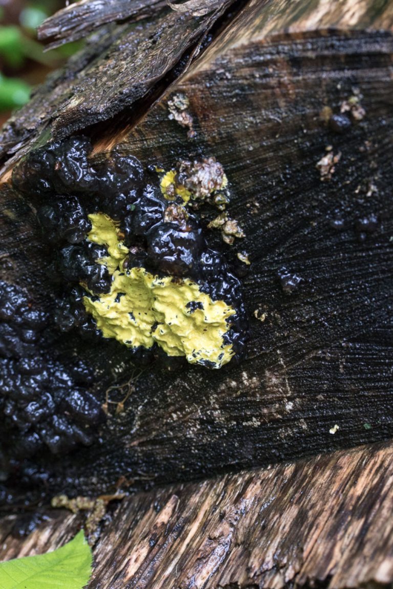 Hypocrea sulphurea on Exidia glandulosa. By Richard Jacob | Western ...