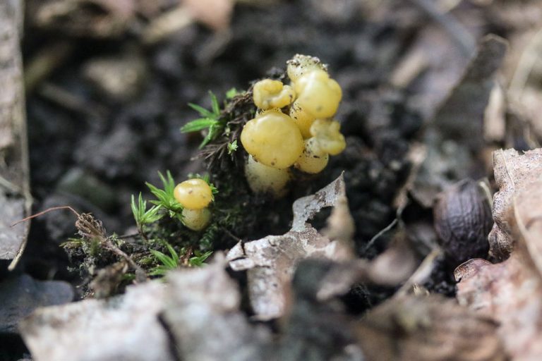 Leotia lubrica. 3339. By Richard Jacob | Western Pennsylvania Mushroom Club