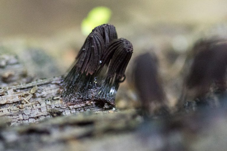 Stemonitis splendens. Close up. By Richard Jacob | Western Pennsylvania ...