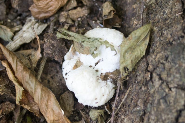 Aborted entoloma. By Richard Jacob | Western Pennsylvania Mushroom Club