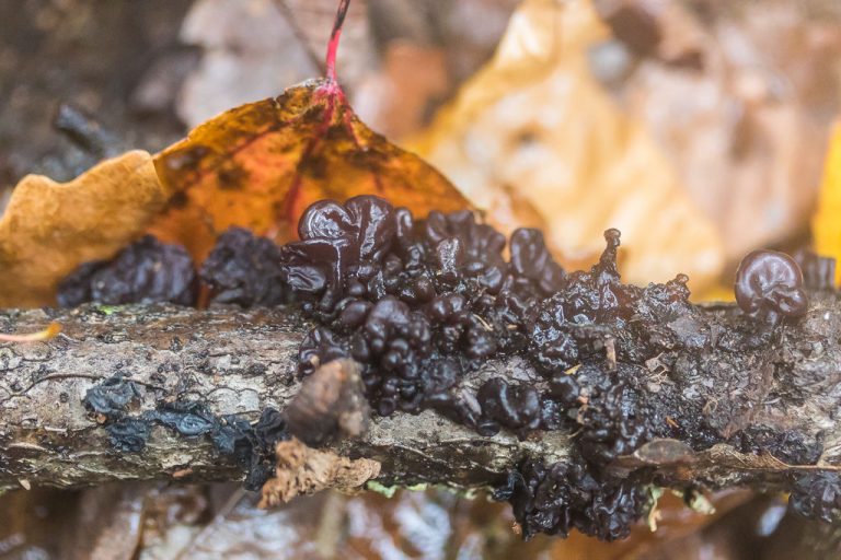 Exidia recisa. By Richard Jacob | Western Pennsylvania Mushroom Club