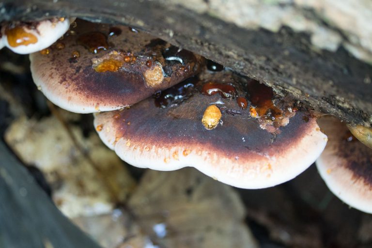 Ischnoderma resinosum. By Richard Jacob | Western Pennsylvania Mushroom ...
