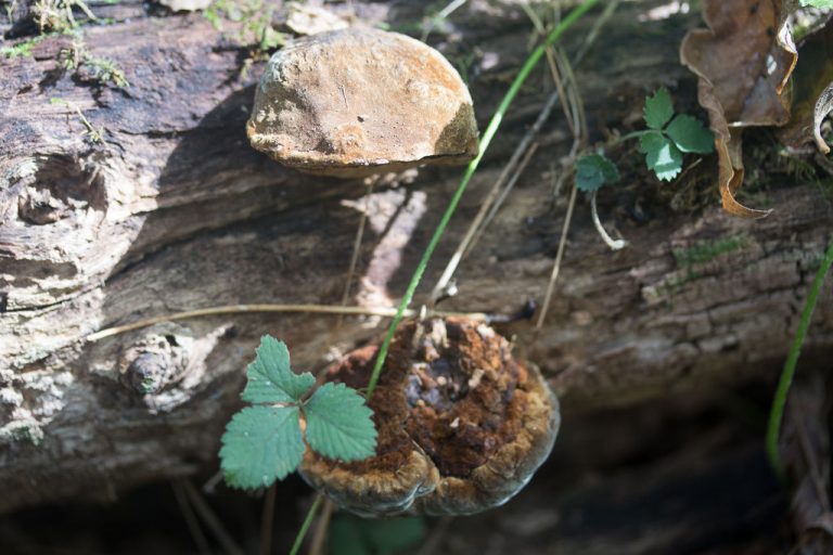 Phellinus gilvus. By Richard Jacob | Western Pennsylvania Mushroom Club