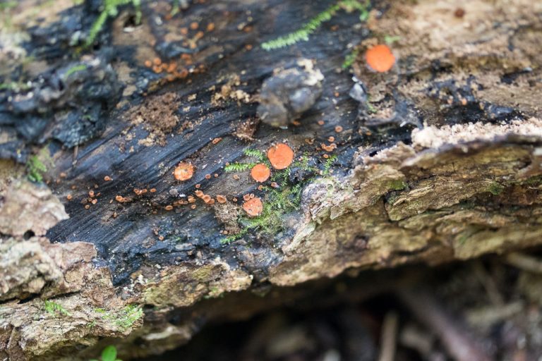 Scutellinia scutellata. By Richard Jacob-2 | Western Pennsylvania ...