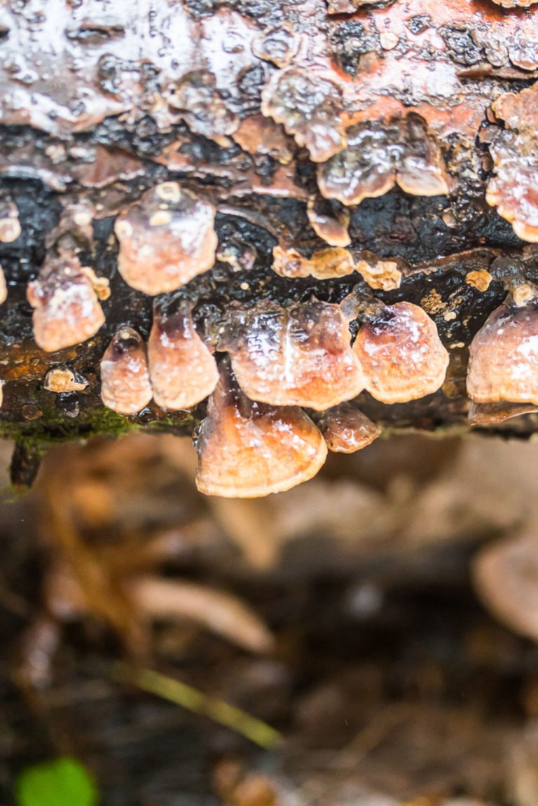 Stereum ostrea. By Richard Jacob | Western Pennsylvania Mushroom Club