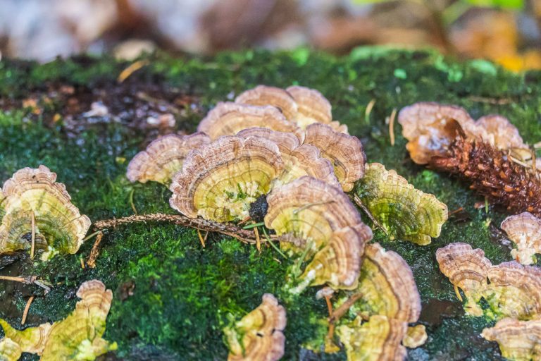 Trichaptum biforme. By Richard Jacob | Western Pennsylvania Mushroom Club