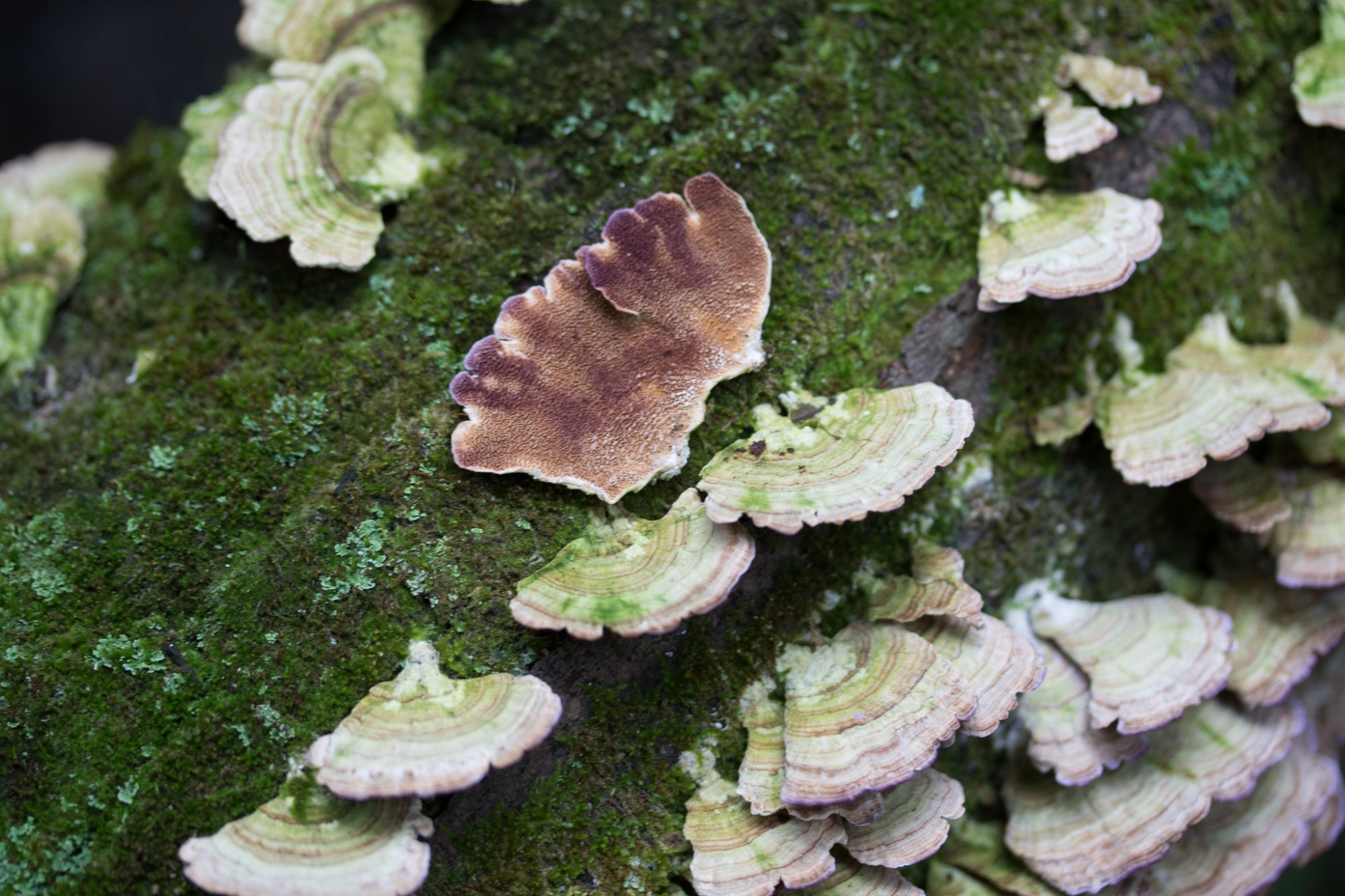 Trichaptum biforme | Western Pennsylvania Mushroom Club