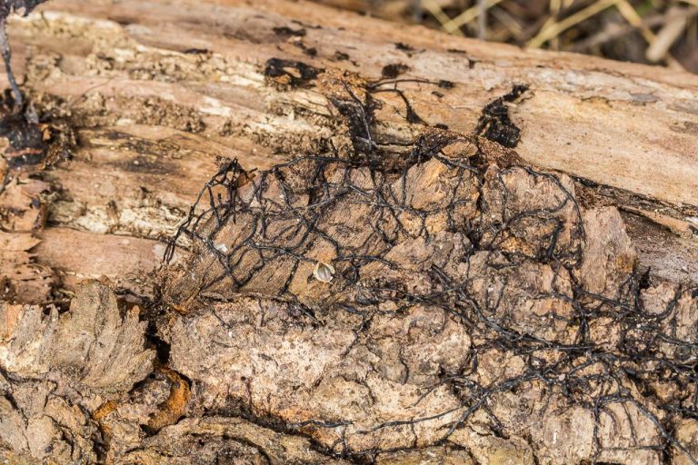 Armillaria sp. Rhizomorphs or armoured mycelium. By Richard Jacob ...
