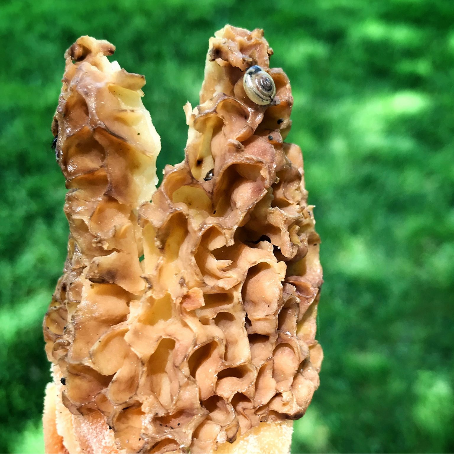 Morchella deliciosa. Split cap. By Jared White | Western Pennsylvania ...