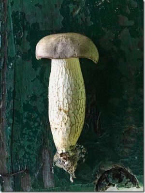 Retiboletus griseus. By John Stuart | Western Pennsylvania Mushroom Club