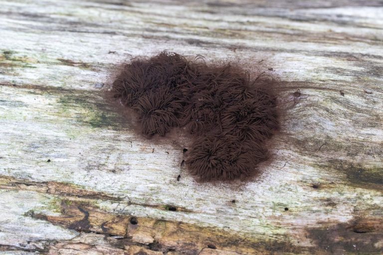 Stemonitis splendens. By Richard Jacob | Western Pennsylvania Mushroom Club