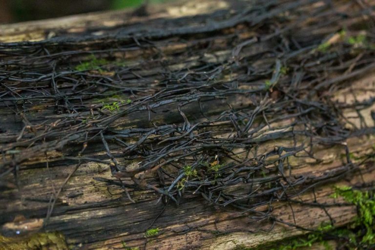 Armillaria sp,. Shoe string rhizomorphs. By Richard Jacob | Western ...