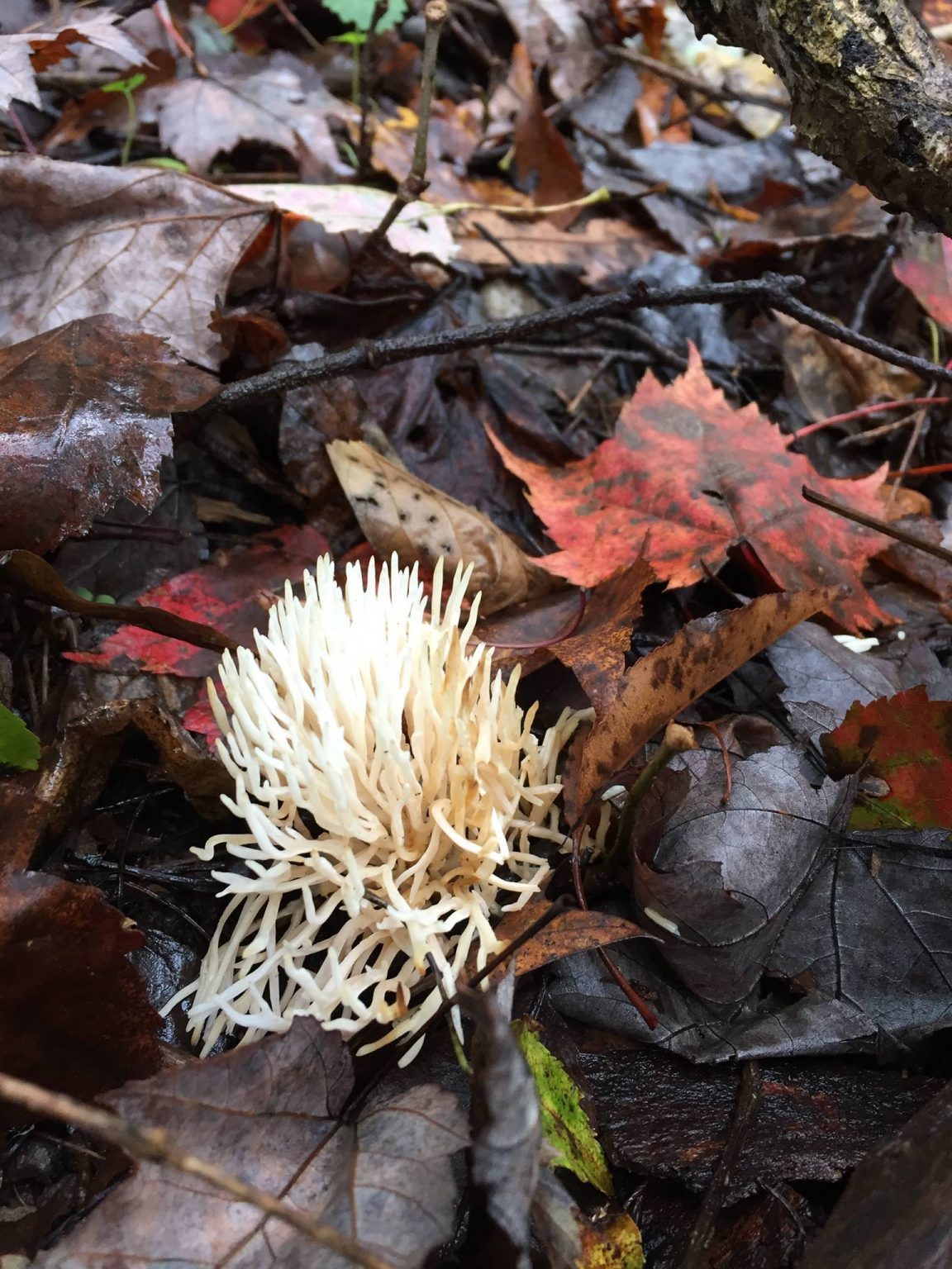Clavaria fragilis. Coral. By Becca Winterhoff | Western Pennsylvania ...