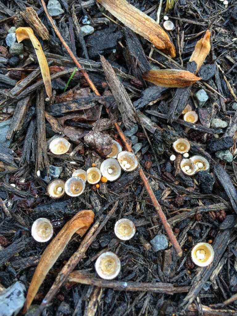 Crucibulum laeve. By Richard Jacob | Western Pennsylvania Mushroom Club