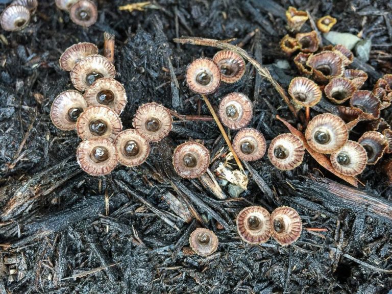 Cyathus striatus. By Richard Jacob | Western Pennsylvania Mushroom Club