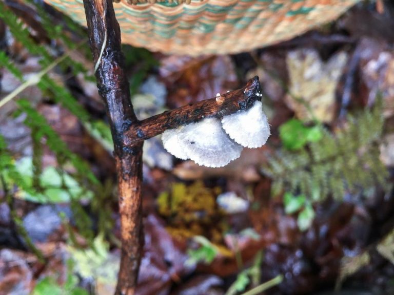Schizophyllum commune. By Richard Jacob | Western Pennsylvania Mushroom ...
