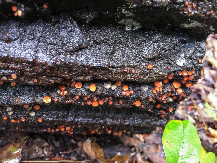 Scutellinia scutellata. By Richard Jacob | Western Pennsylvania ...