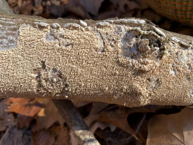 Irpex lacteus. By Richard Jacob | Western Pennsylvania Mushroom Club