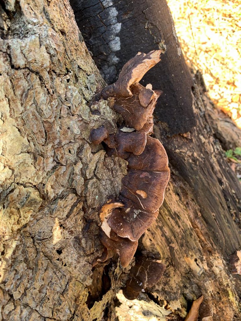 Ischnoderma resinosum. By Richard Jacob-5 | Western Pennsylvania ...