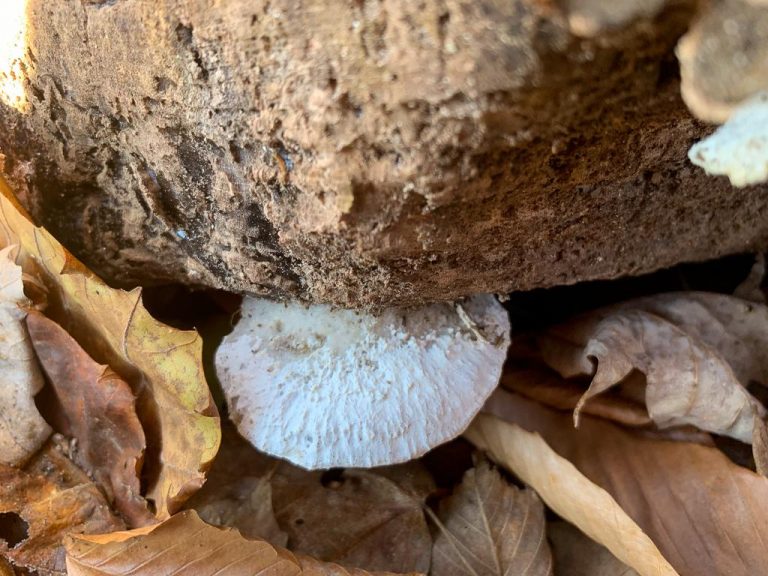 Tyromyces chioneus. By Richard Jacob-2 | Western Pennsylvania Mushroom Club