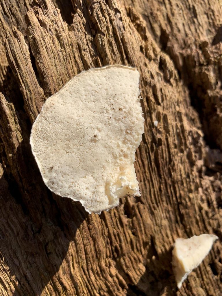 Tyromyces chioneus. By Richard Jacob-3 | Western Pennsylvania Mushroom Club